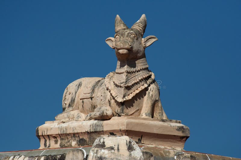 Holy cow stock photo. Image of animal, power, temple - 16468842