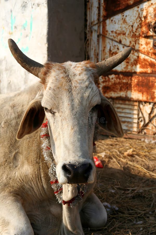 Holy cow stock image. Image of horn, bullock, countryside - 28421087