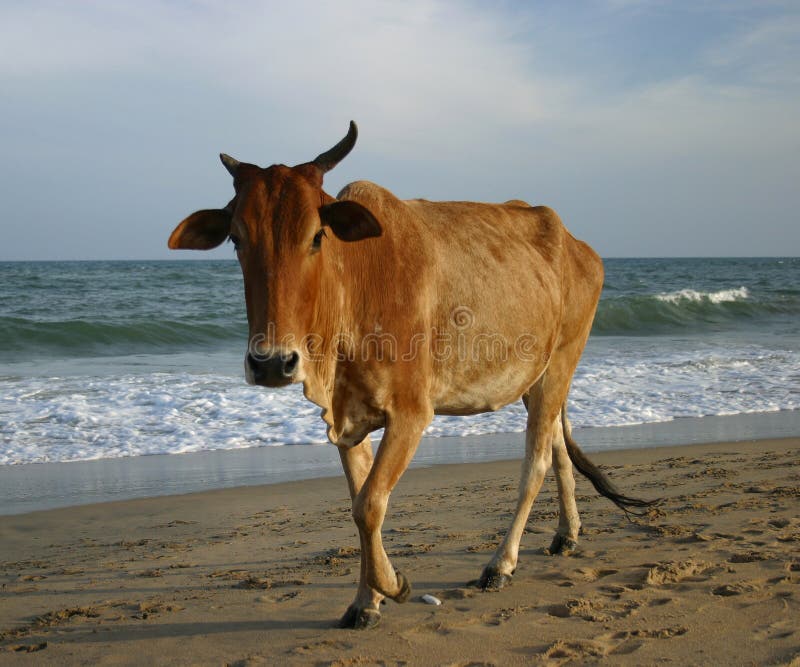 Holy Cow stock image. Image of hinduism, tamil, holy, beach - 4449853