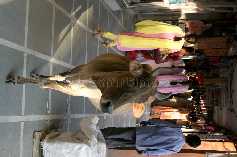 Holy cow stock image. Image of women, streets, holy, shopping - 549395
