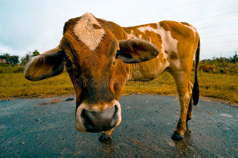 Holy cow! stock image. Image of malaysia, calf, grass - 6591699