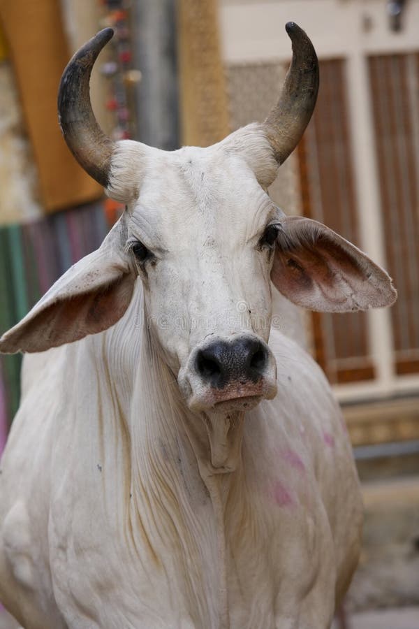 Holy cow stock photo. Image of jaisalmer, bull, holy, close - 6751188