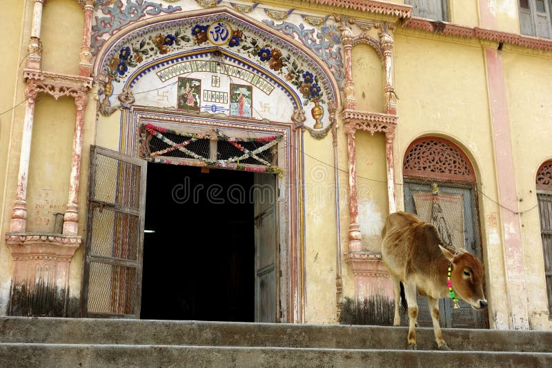 Holy Cow in Front of Hindu Temple Stock Image - Image of faith ...