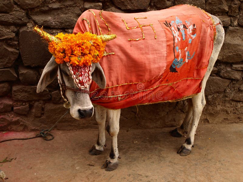 Holy cow, India stock photo. Image of wallpaper, flowers - 20593266