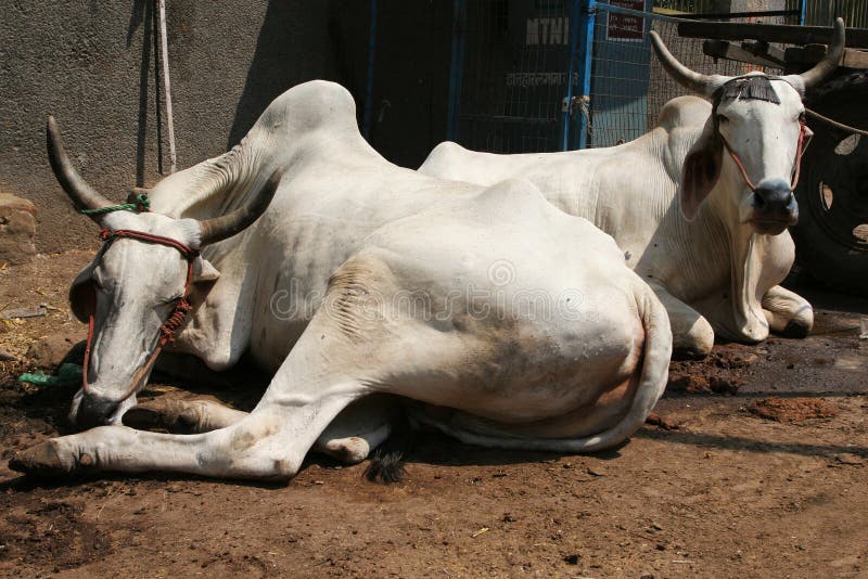 Holy cows stock image. Image of asian, india, cows, delhi - 15127267