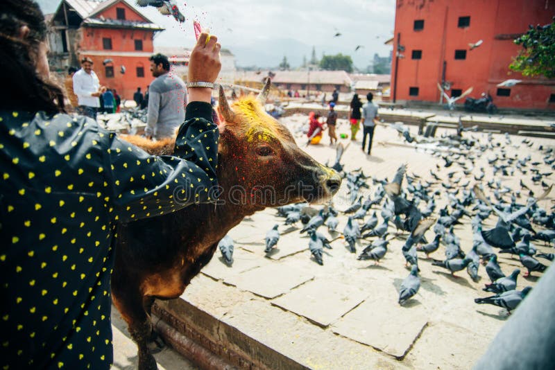 Holy Cows and Pigeons in Kathmandu,Nepal Editorial Photo - Image of ...