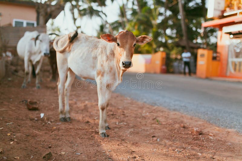 Holy cows stock photo. Image of indian, animal, asia - 53656024