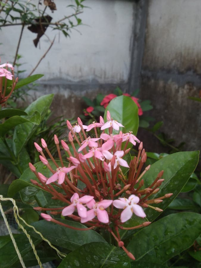 It is a Holy Flower for Worshipping Devas in Temples Stock Photo ...