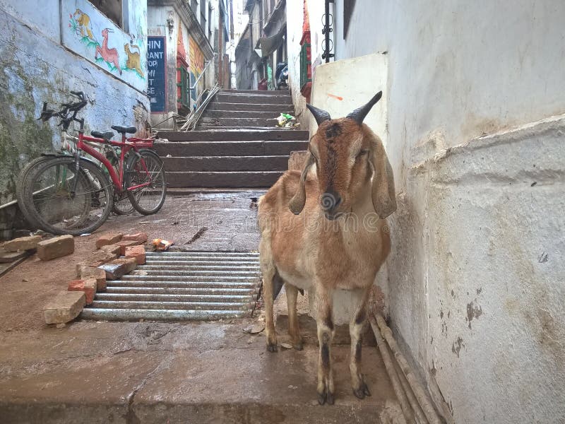 Holy goat editorial photo. Image of india, varanasi, landscape - 96148166