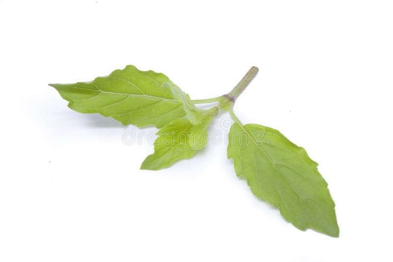 Holy Hoary Basil Ocimum Sanctum Stock Image - Image of aroma, basilicum ...