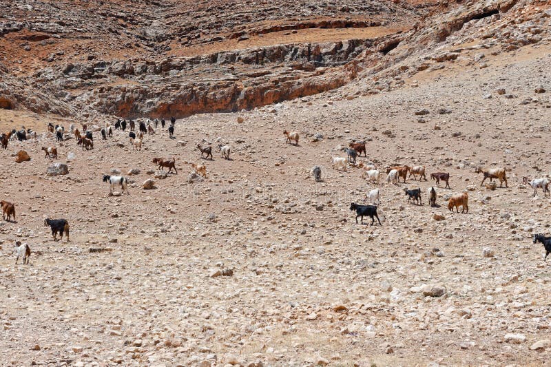 Holy Land stock image. Image of fleece, israel, cattle - 25986443