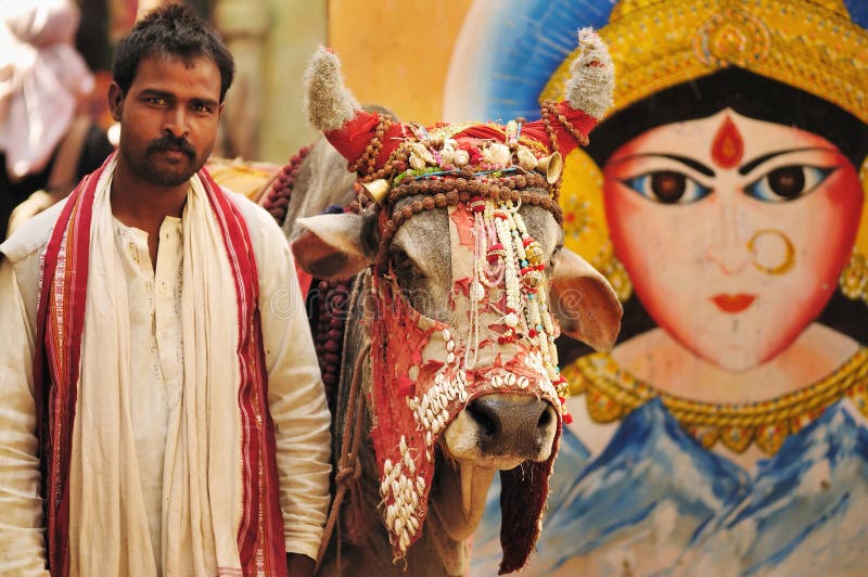 Holy man with cow editorial stock image. Image of sadhu - 19528604