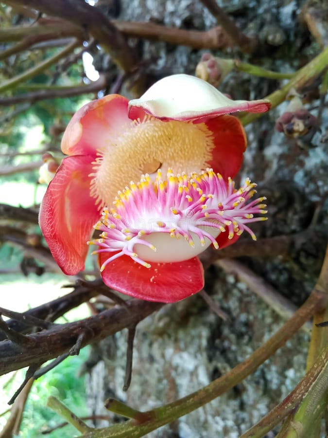 Holy Sal Flower Garden Stock Photos - Free & Royalty-Free Stock Photos ...