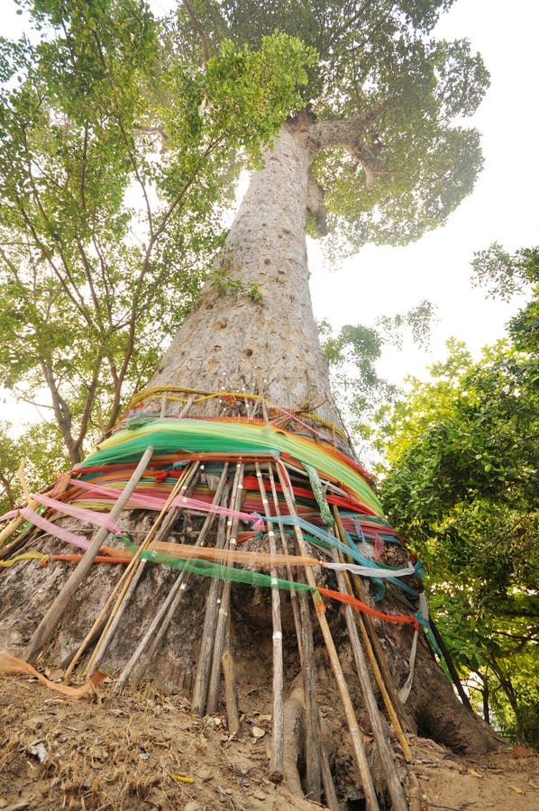 Holy Tree Shrine stock photo. Image of oval, shrine, lingas - 71124800
