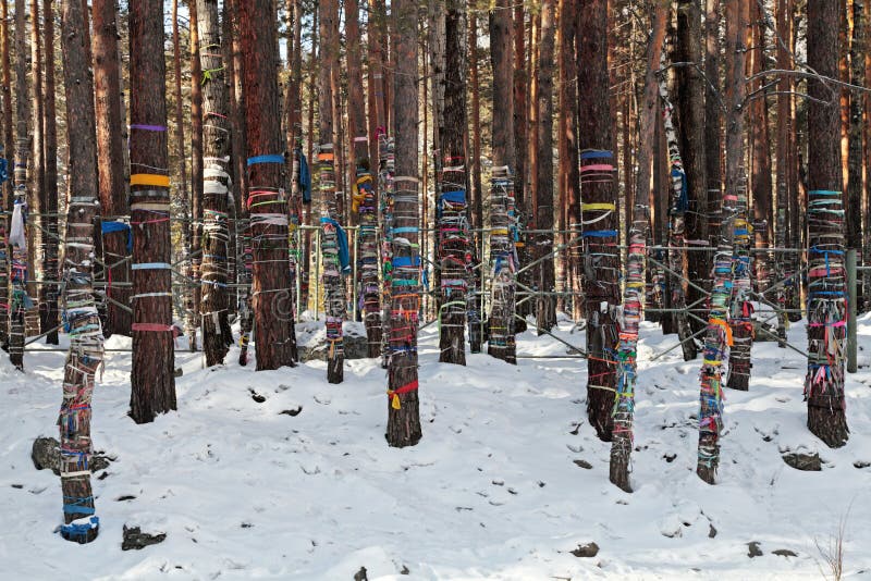 Holy trees stock photo. Image of religion, pine, arshan - 26038628