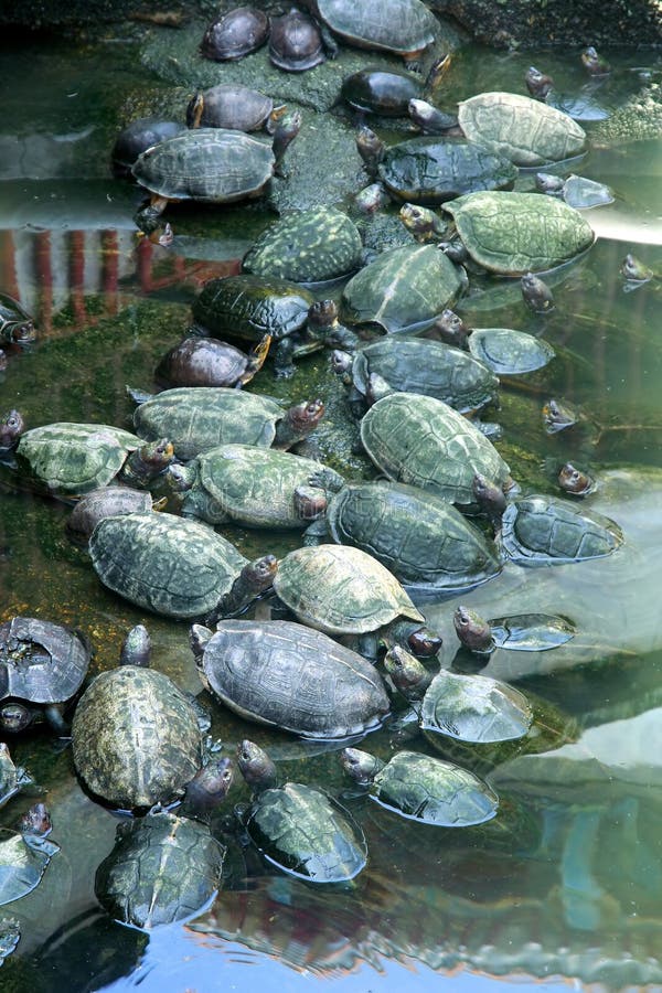 Holy turtles stock image. Image of animal, lots, ecology - 28411513