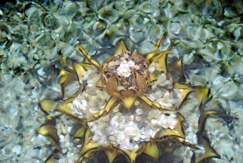 Holy water stock image. Image of ceremony, people, hindu - 36007979