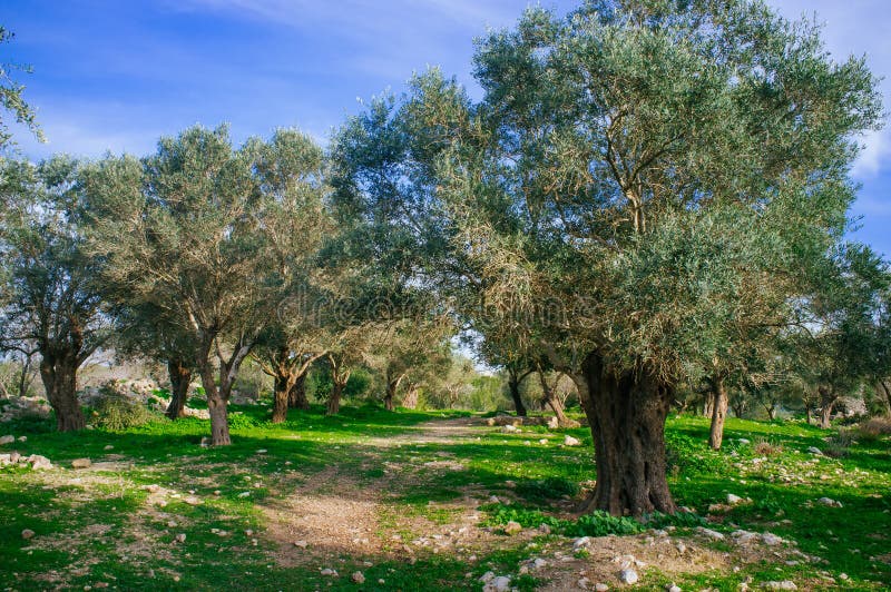 Holyland Serie - Gamla Olive Trees #5 Arkivfoto - Bild av byar, israel ...