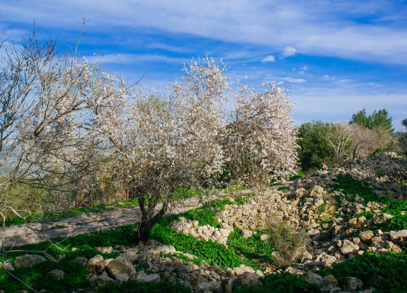 Holyland Serie - Mandel Tree#2 Arkivfoto - Bild av träd, väg: 37405078