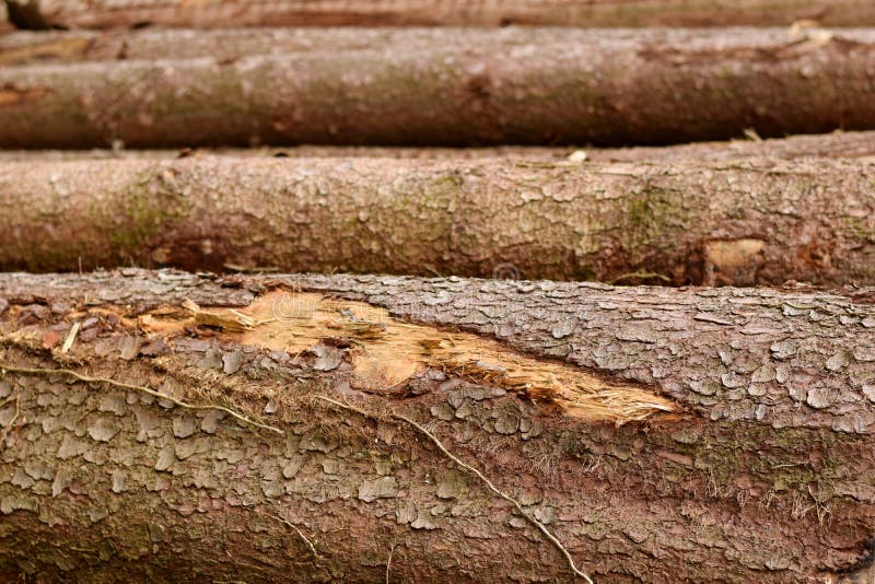 Cutted Trees Logs Stored Next To A Forest And Grain Field Stock Image ...