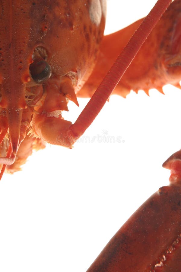 Homar obraz stock. Obraz złożonej z atlantycki, ryba, wakacje - 241657