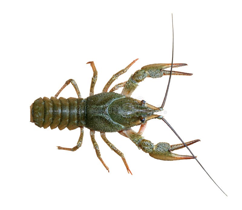 Homar zdjęcie stock. Obraz złożonej z pazury, kredkowaty - 2792784