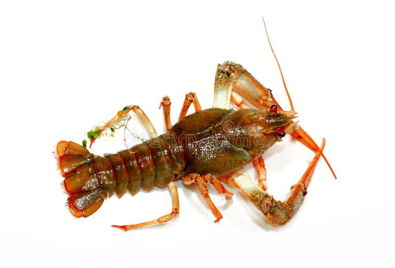 Homar Zdjęcia Stock - Pobierz 38,079 Zdjęcia Royalty Free