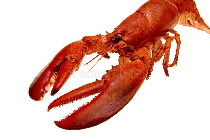 Homar obraz stock. Obraz złożonej z czerwień, cytrusy - 7603461