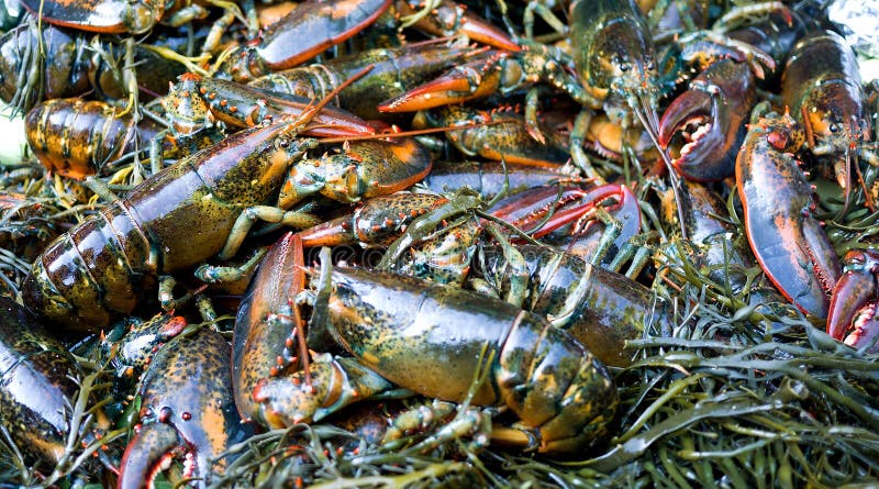 5,355 Homary zdjęć stockowych - bezpłatne i z licencją Royalty Free od ...