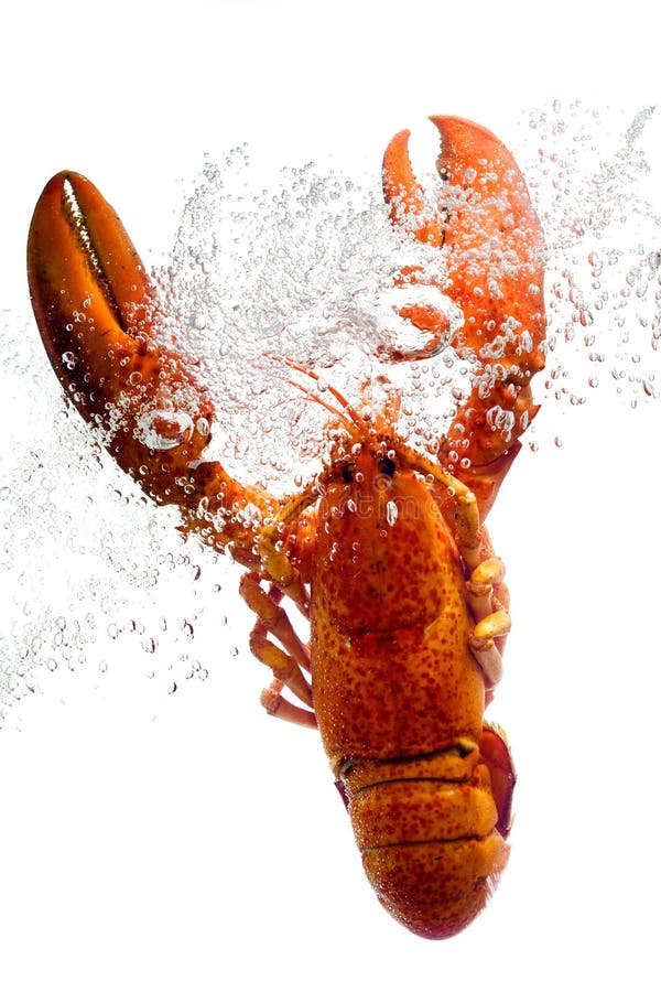 Homara wino obraz stock. Obraz złożonej z przygotowany - 9859589