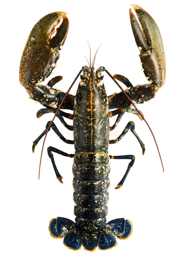 Homard D'isolement Sur Un Fond Blanc Photo stock - Image du repas ...