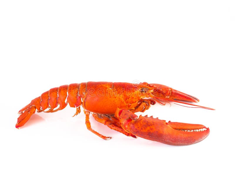 Homard Canadien Cru Sur Le Fond Blanc Image stock - Image du poissons ...