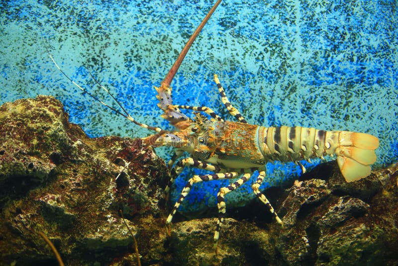 Homard de mer d'Andaman photo stock. Image du grand, temps - 54029990