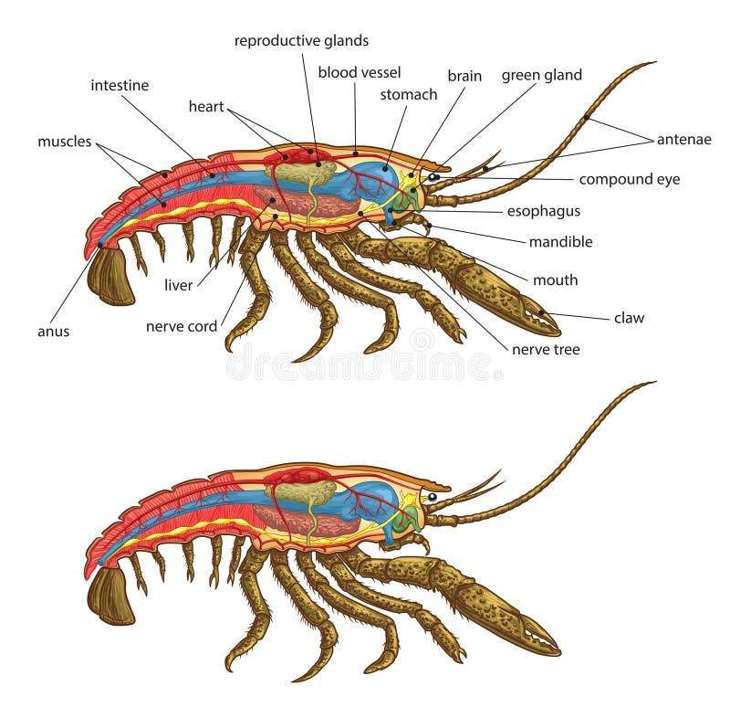 Homard illustration de vecteur. Illustration du réseau - 177328023