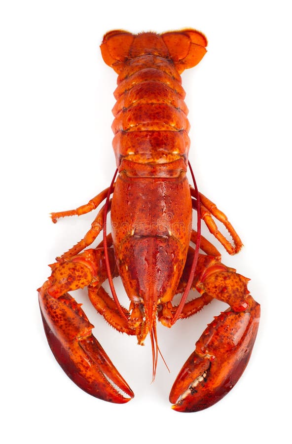 Homard rouge photo stock. Image du gourmet, régime, isolement - 35188124