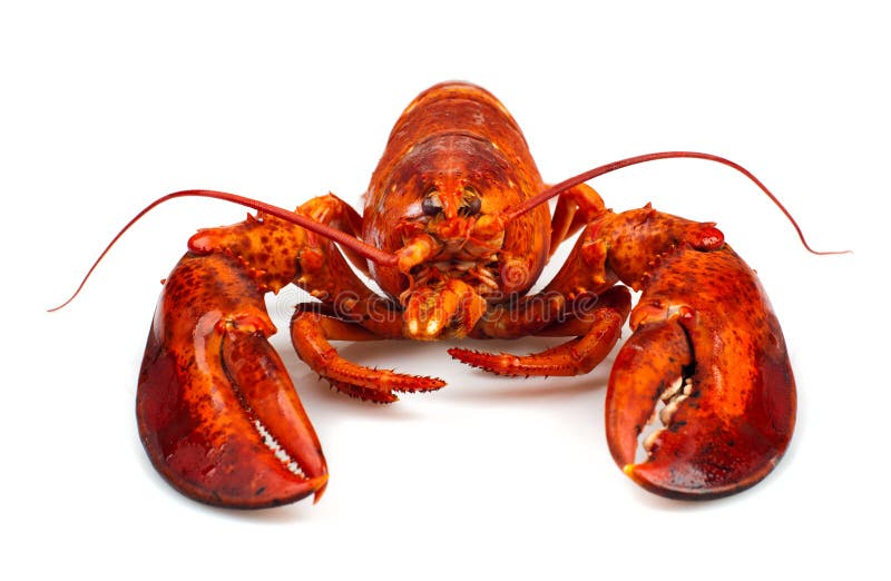 Homard rouge photo stock. Image of vivacité, durée, gourmet - 35188088
