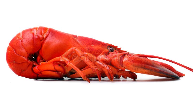 Homard rouge photo stock. Image of crustacéen, animal - 37378852