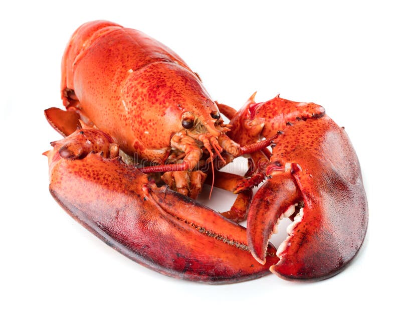 Homard rouge image stock. Image du antenne, cuit, griffe - 75973799