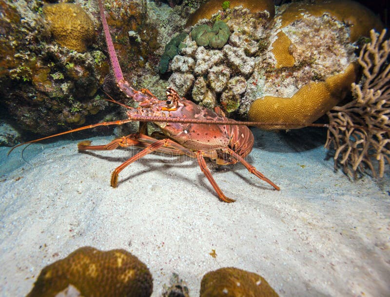 Homard Rouge Dans Le Sauvage, Cayo Largo Photo stock - Image du ...