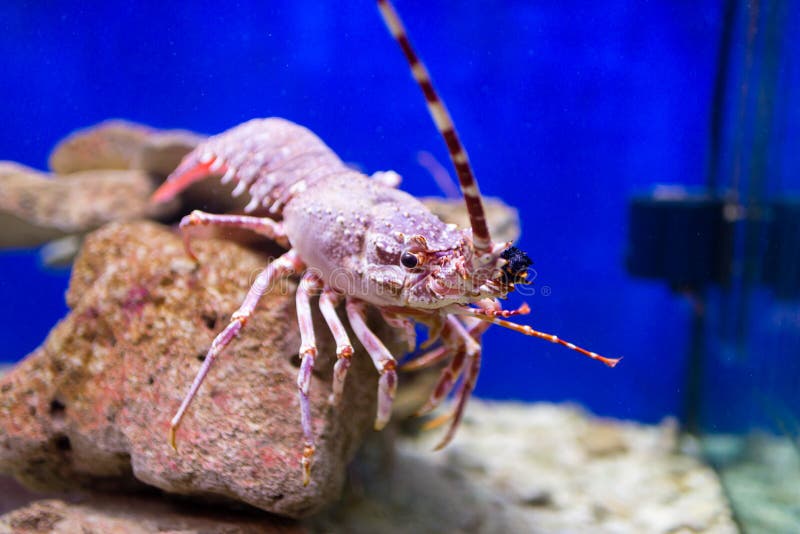 Homard Dans L'aquarium Cape Town Image stock - Image du rouge, coloré ...
