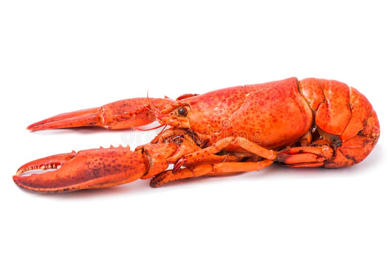 Homard rouge sur le blanc photo stock. Image du cuit - 35092372
