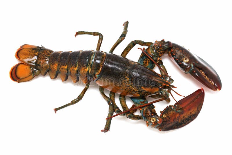 Homard vivant image stock. Image du seafood, langoustine - 32978961