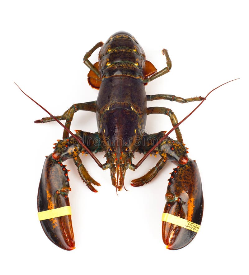 Homard rouge photo stock. Image du gourmet, régime, isolement - 35188124