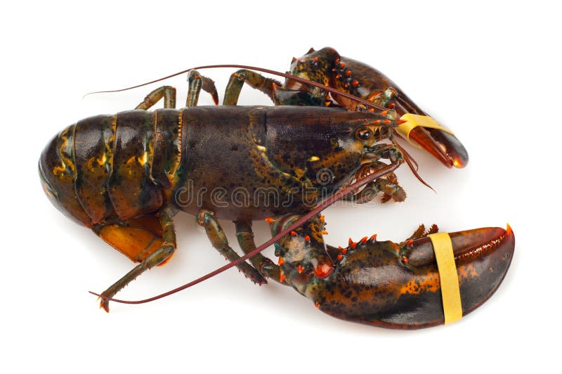 Homard vivant photo stock. Image du isolement, poissons - 35187944