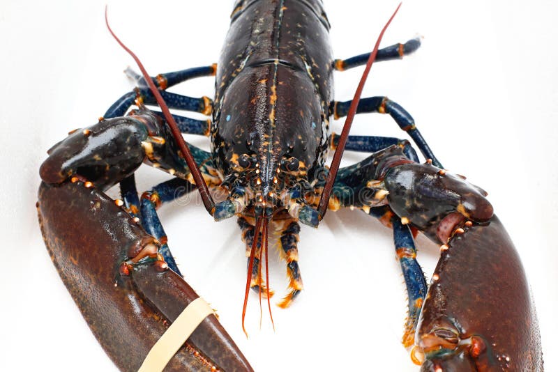 Homard vivant image stock. Image du marin, animal, couleur - 35782635