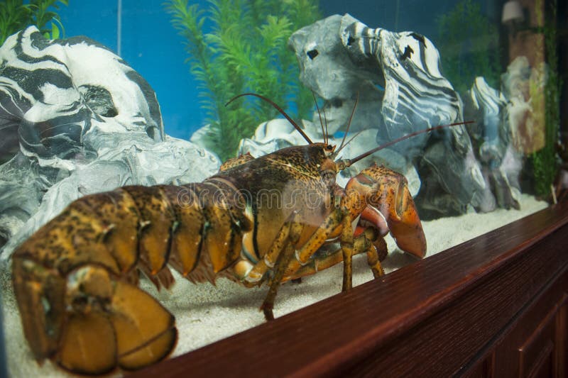 Homard vivant image stock. Image du marin, animal, couleur - 35782635