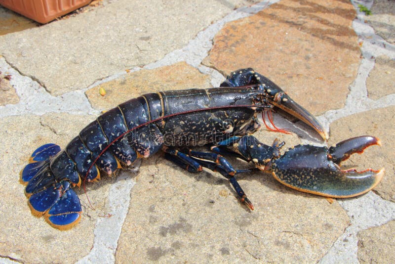 Homard vivant image stock. Image du seafood, langoustine - 32978961