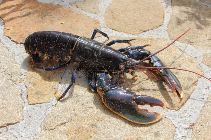 Homard vivant image stock. Image du seafood, langoustine - 32978961
