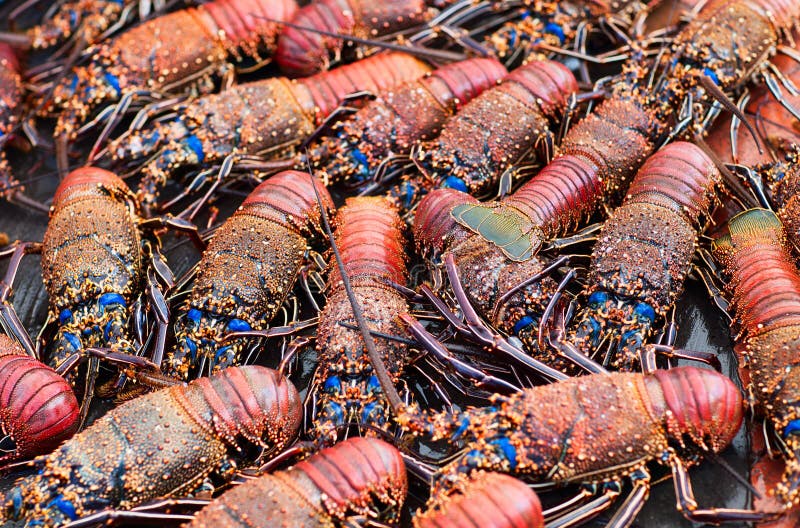 Homards photo stock. Image du rouge, loquet, vente, fermer - 30776824