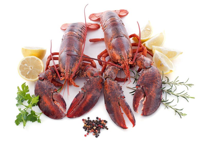 Homards photo stock. Image du cuisine, frais, chaux, animal - 35562198
